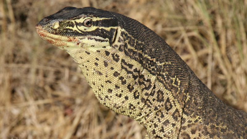 Deadly rat poisons could threaten WA's indigenous communities