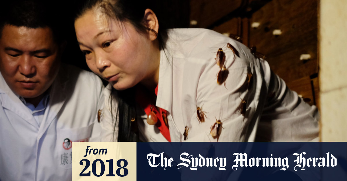 My day in a Chinese cockroach factory