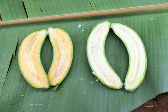Genetically modified fruit: The man who saved bananas from certain death