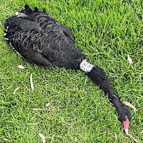 Reservoir’s Edwardes Lake Park black swan loses a second nesting mate ...