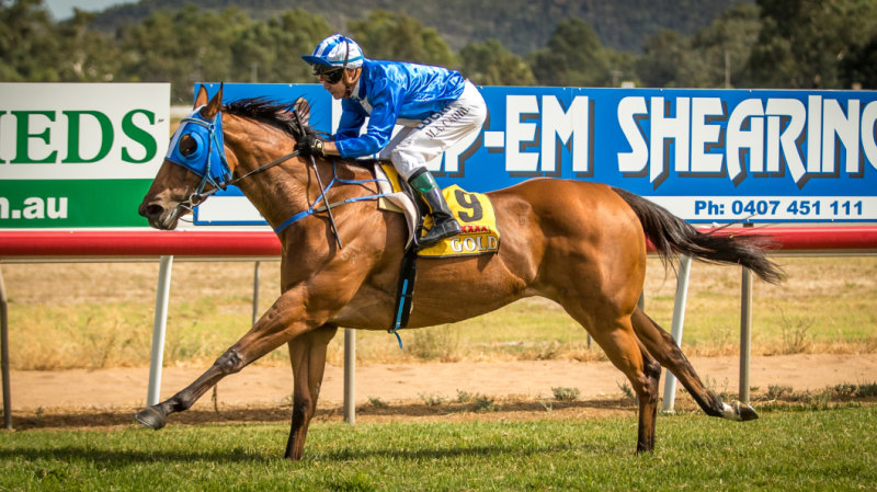 Race-by-race guide and tips for Wellington on Monday