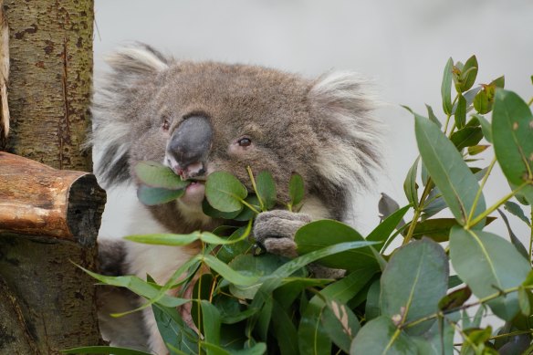 koala articles