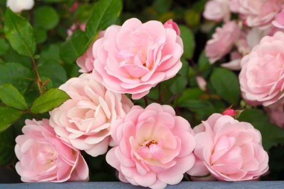 Big toughies perfect for Sydney: the forgotten roses of Alister Clark