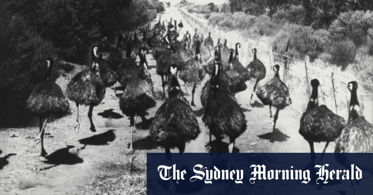 From the Archives, 1932: First shots fired in the ‘Emu War’