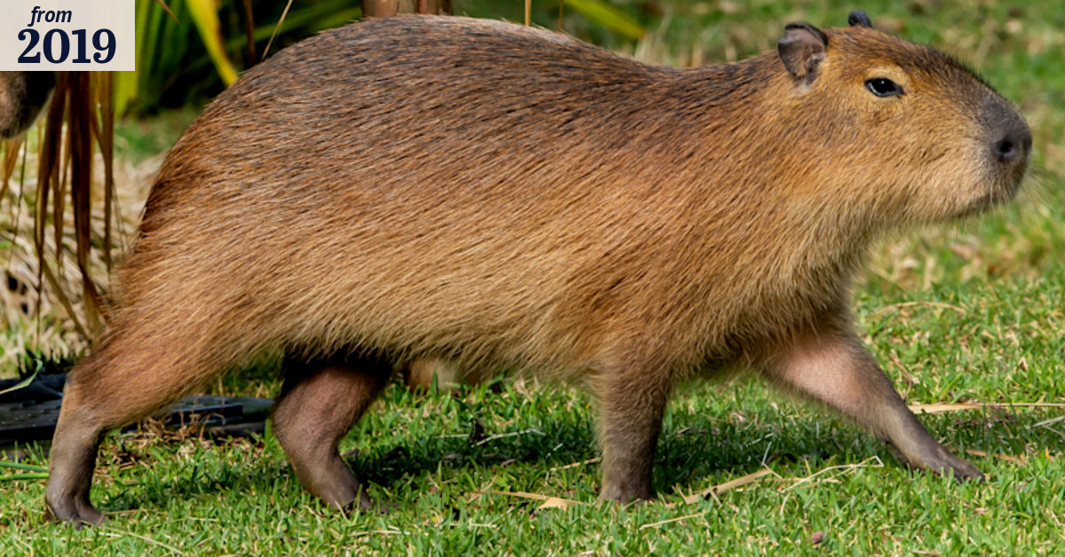 Constant side-eye: world's largest rodent finds new home at Taronga Zoo