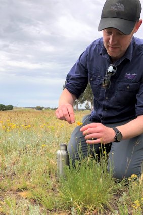 The tale of the lonely button wrinklewort