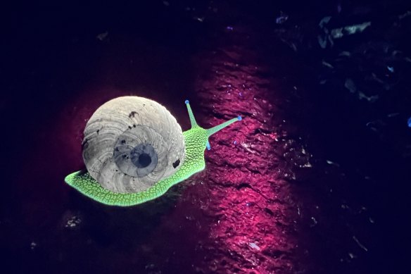 Glowing platypus and photoluminescent animals