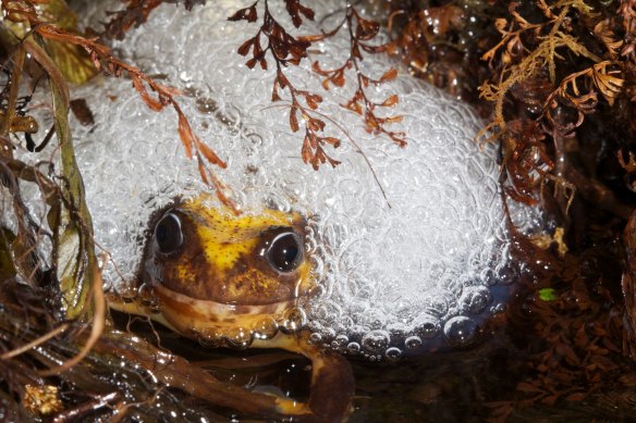 Riveting radio for scientists after 50 frogs freed on Mt Baw Baw