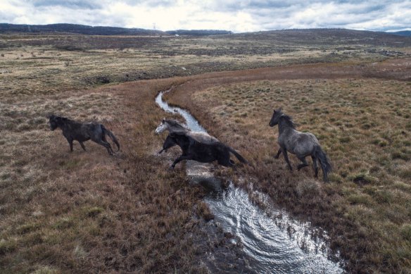 Feral horses: Tanya Plibersek warned over alpine species at risk of ...