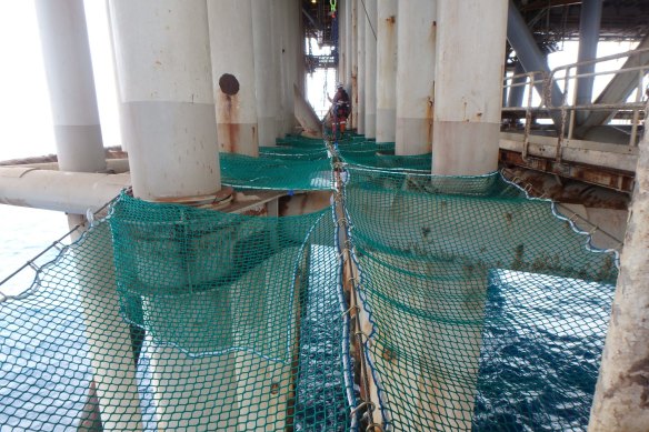 Woodside death: Regulator sends warning to offshore oil and gas industry