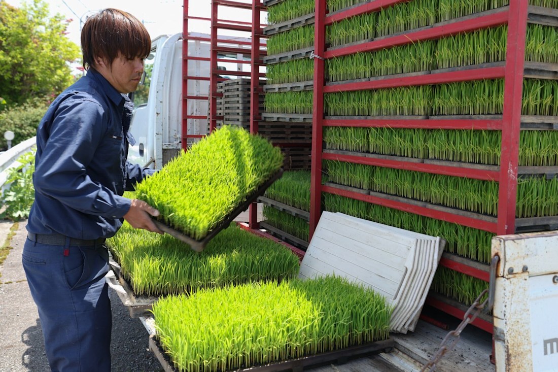 Trump tariffs: Donald Trump is pressuring Japan to buy US rice as part ...