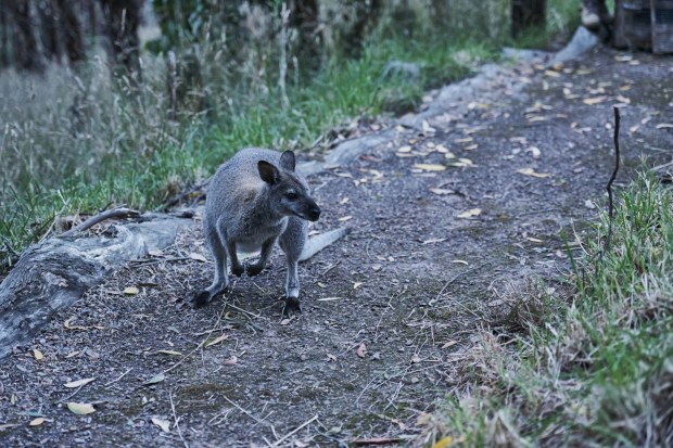 wallaby uk
