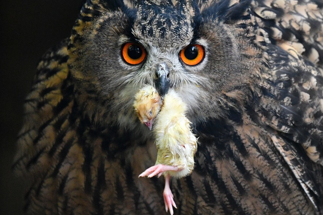 Jennifer Ackerman’s What An Owl Knows is a fascinating insight into the ...