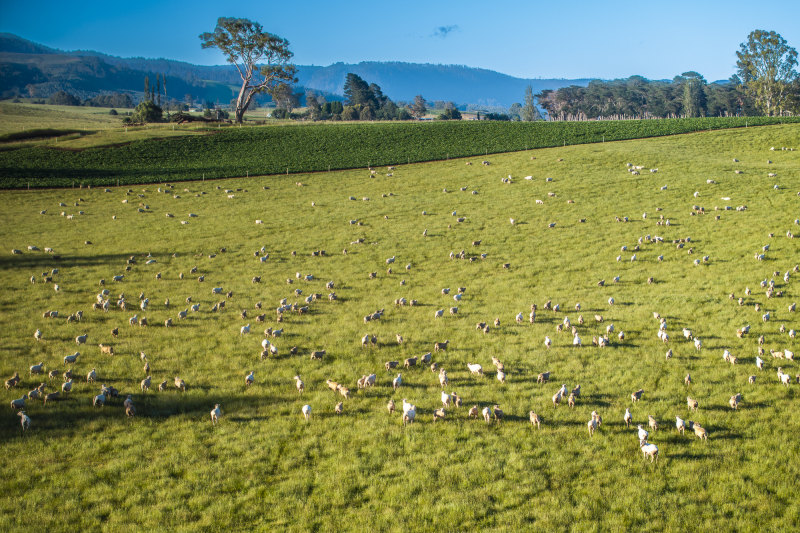 Outback Wagyu powerhouse to test appetite for top-end farms
