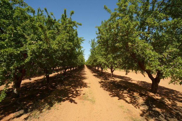 SHV ASX: Almond grower Select Harvests shares hit by lower crop volumes ...
