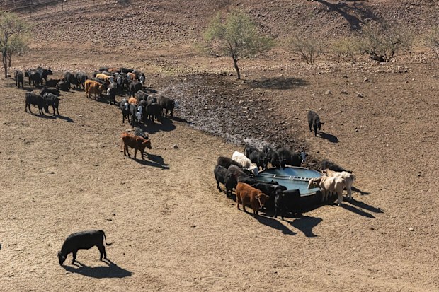 australian beef tariffs