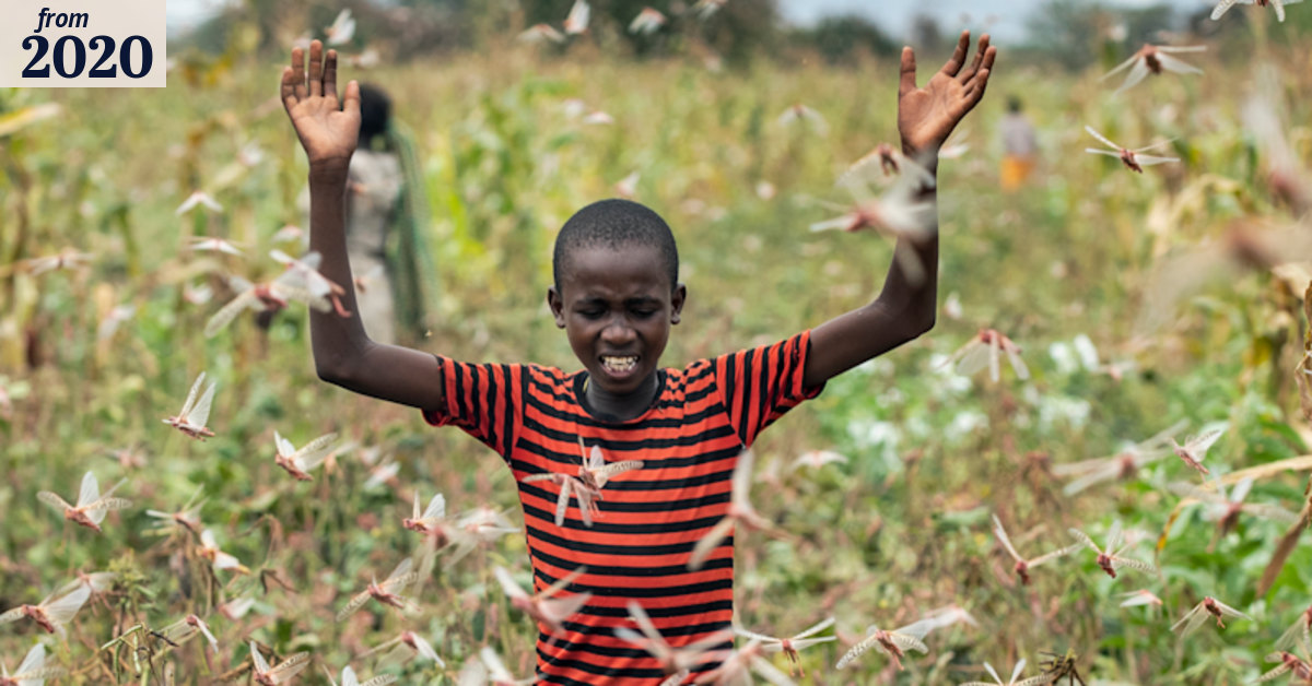 Locust outbreak: UN warns of 'major shock' as Africa locust outbreak ...