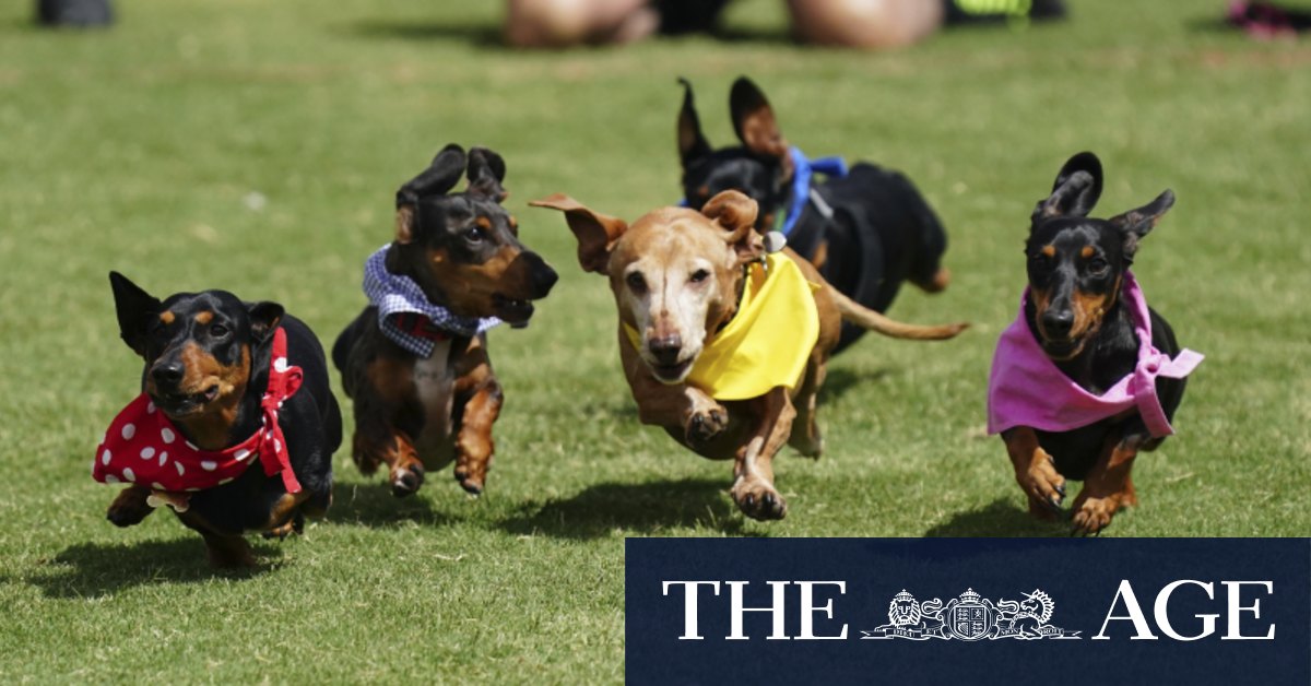 Photos: Dachshund Derby