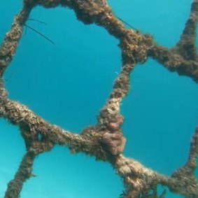 Bicton Baths: New Swan River shark barrier design revealed