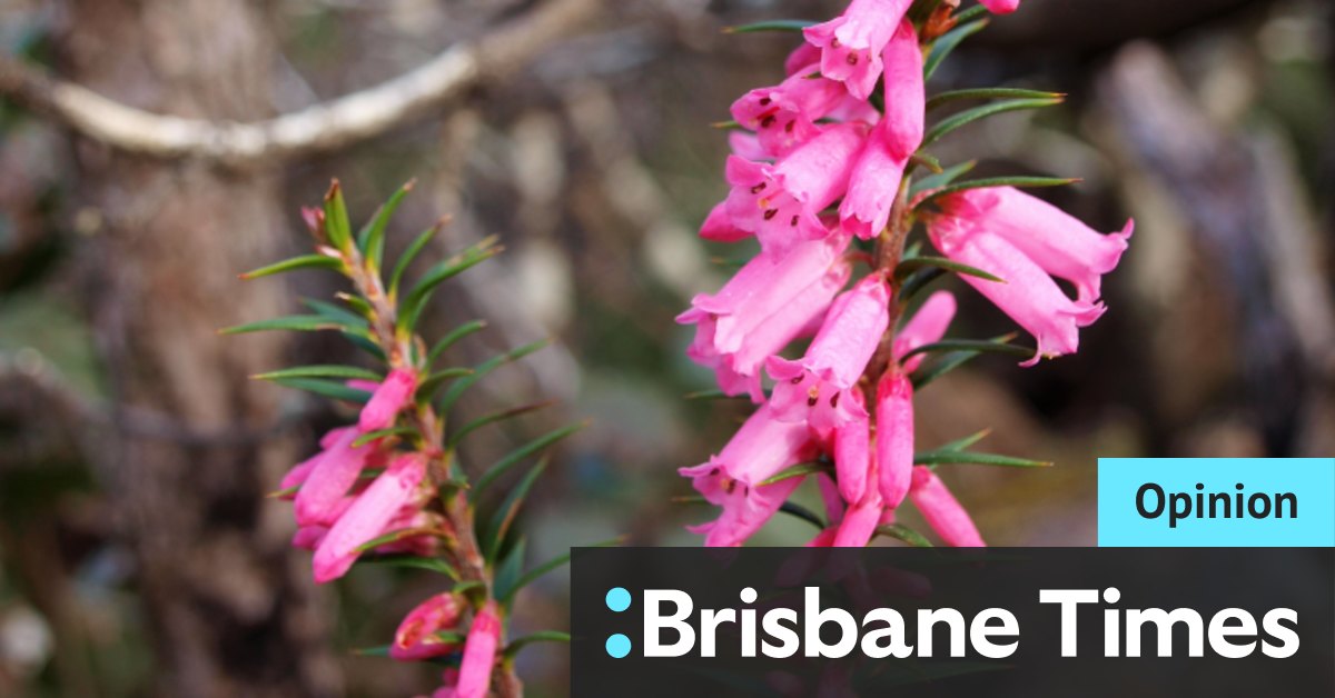 It’s time to ditch Victoria’s floral emblem – here’s what it could be ...