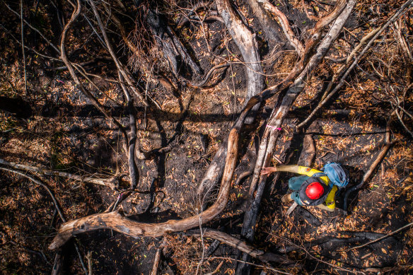 NPWS gives endangered NSW tree Nightcap Oak secret new home to protect ...