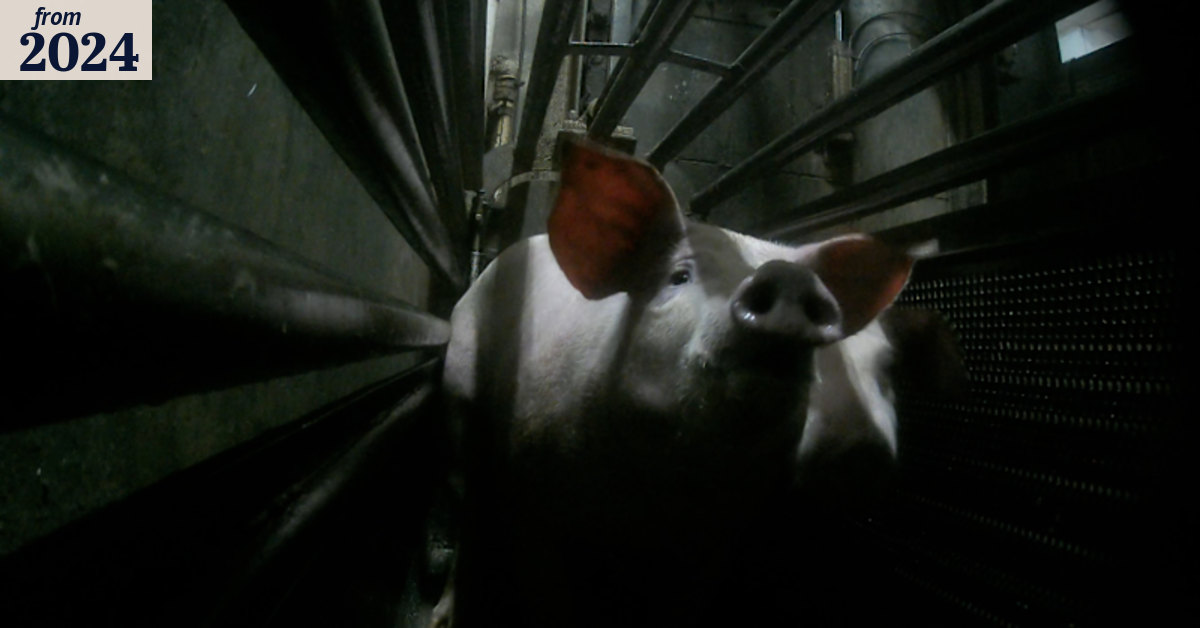 Pig abattoir gas chamber test case could change pork production, price