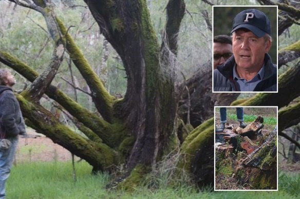 Authorities not happy after 800-year-old tree cut down in WA’s south-west