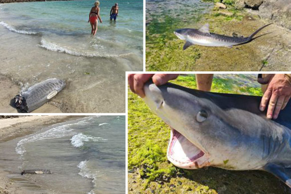 Shark attacks: New rules to ban shark fishing at Perth beaches