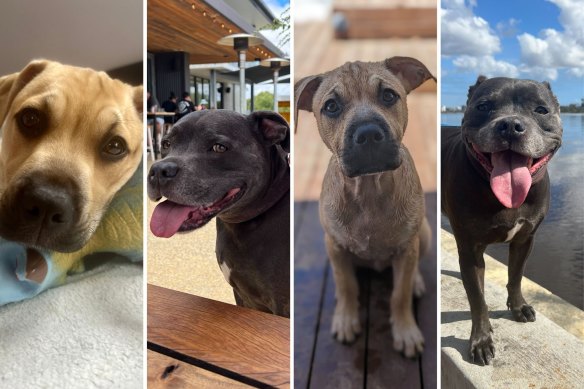 Perth dogs: What is the most popular breed in your WA postcode?