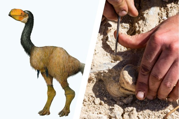 They found its legs. Now the search for the rest of the thunderbird ...