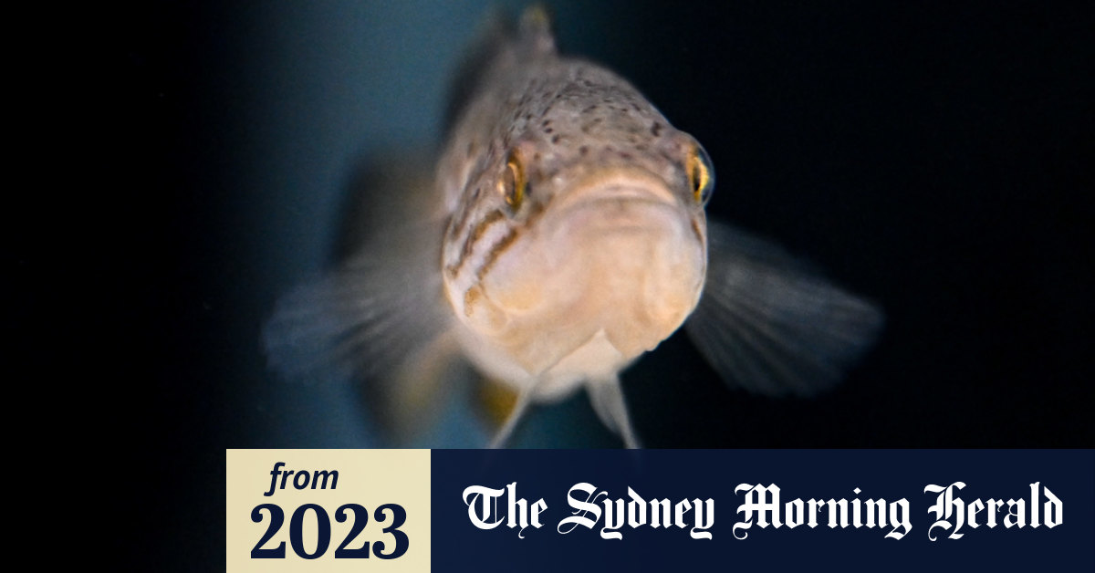 ‘Risen from the dead’: The head-swelling zombie fish is back after 80 years