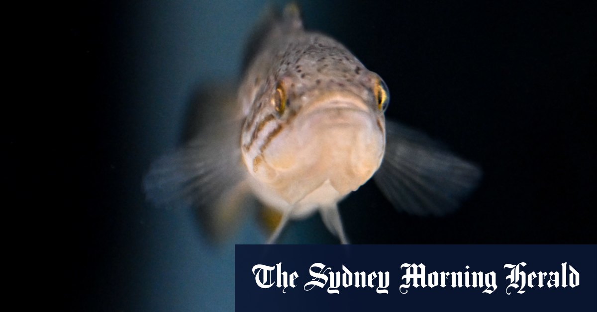 ‘Risen from the dead’: The head-swelling zombie fish is back after 80 years