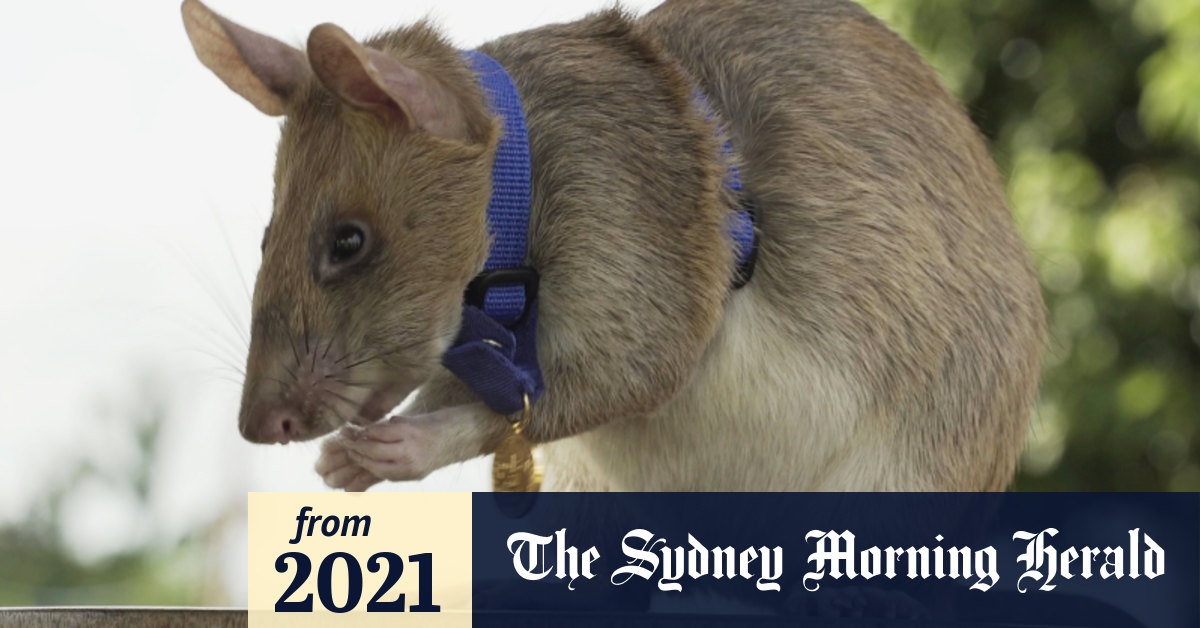 Cambodia’s mine-sniffing hero rat retires after clearing 141,000 square ...