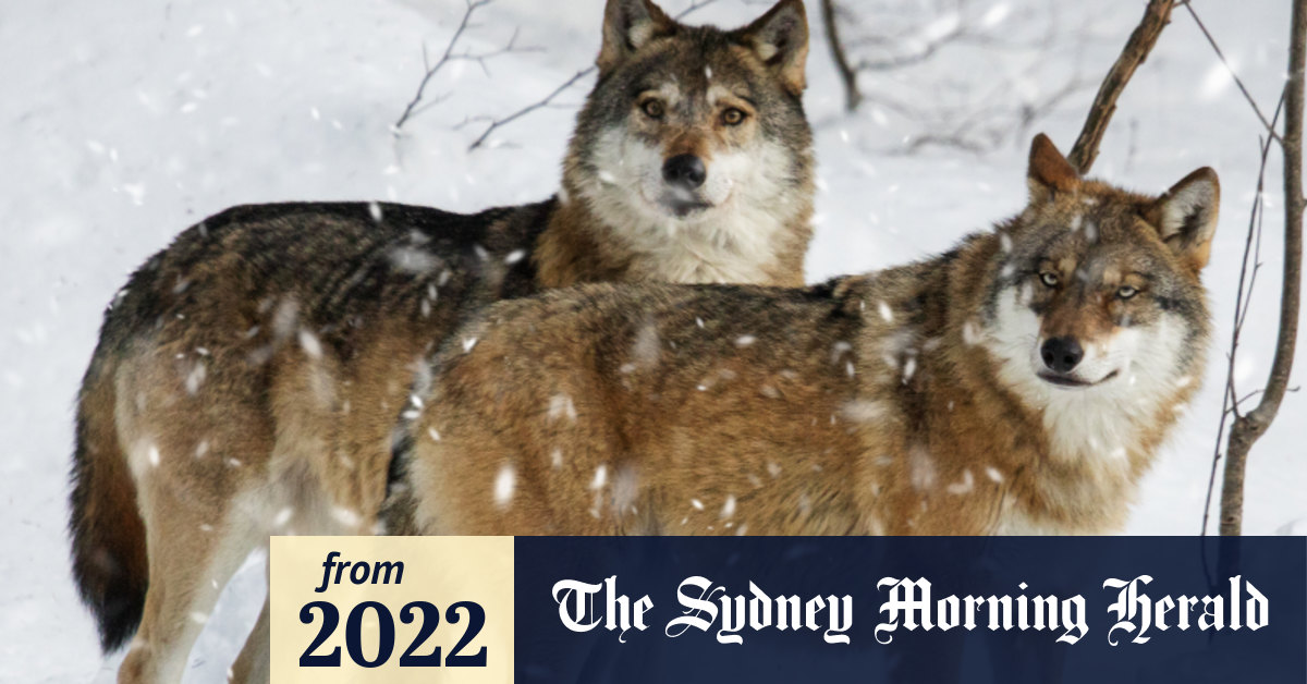 Wolf population growth: European farmers want end to Eurasian wolves ...