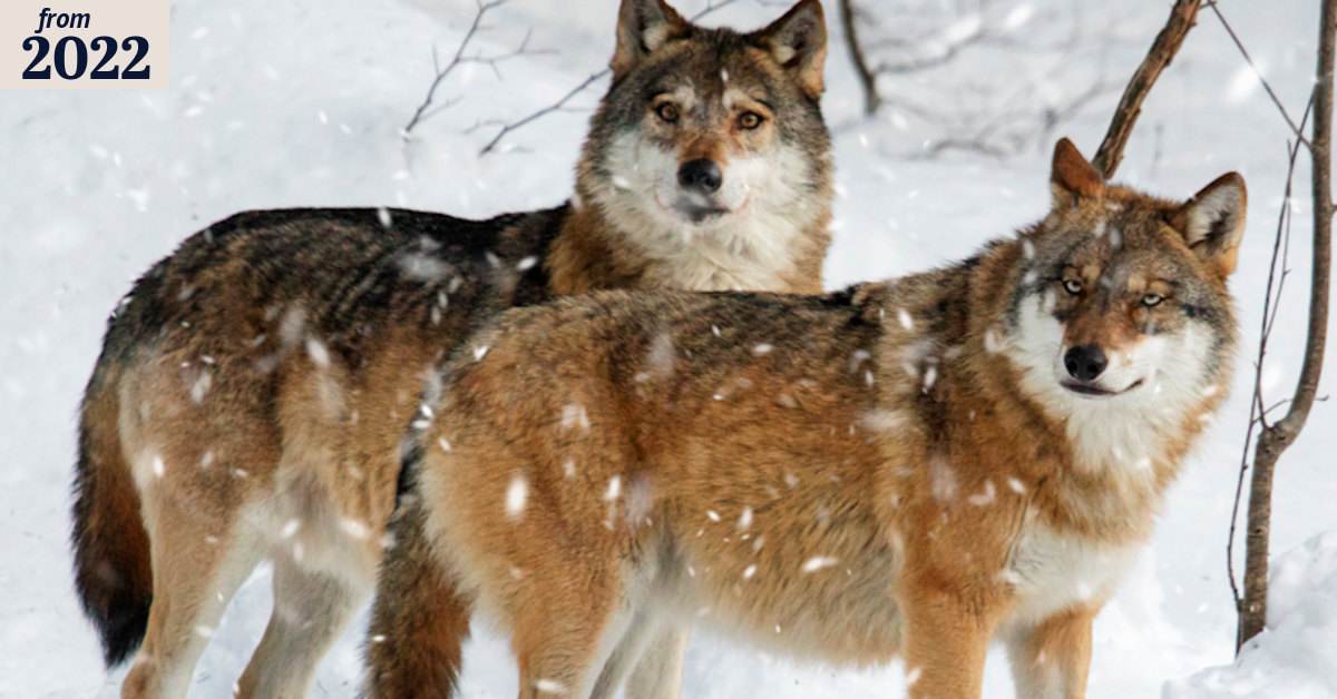 Wolf population growth: European farmers want end to Eurasian wolves ...