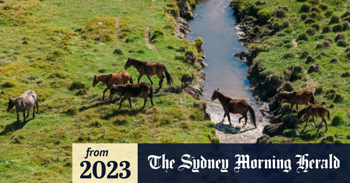 Brumby aerial shooting approved by NSW government