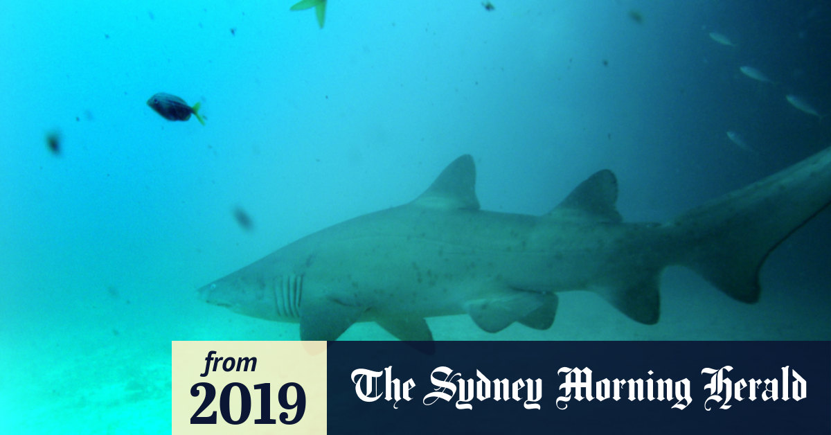 Shark attack at Manly: Beach closed after man reports bite