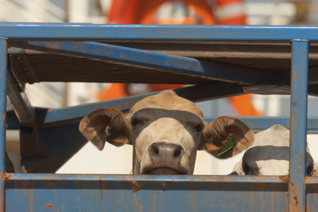 Live export Federal Court legal case: Retiring judge Steven Rares ...