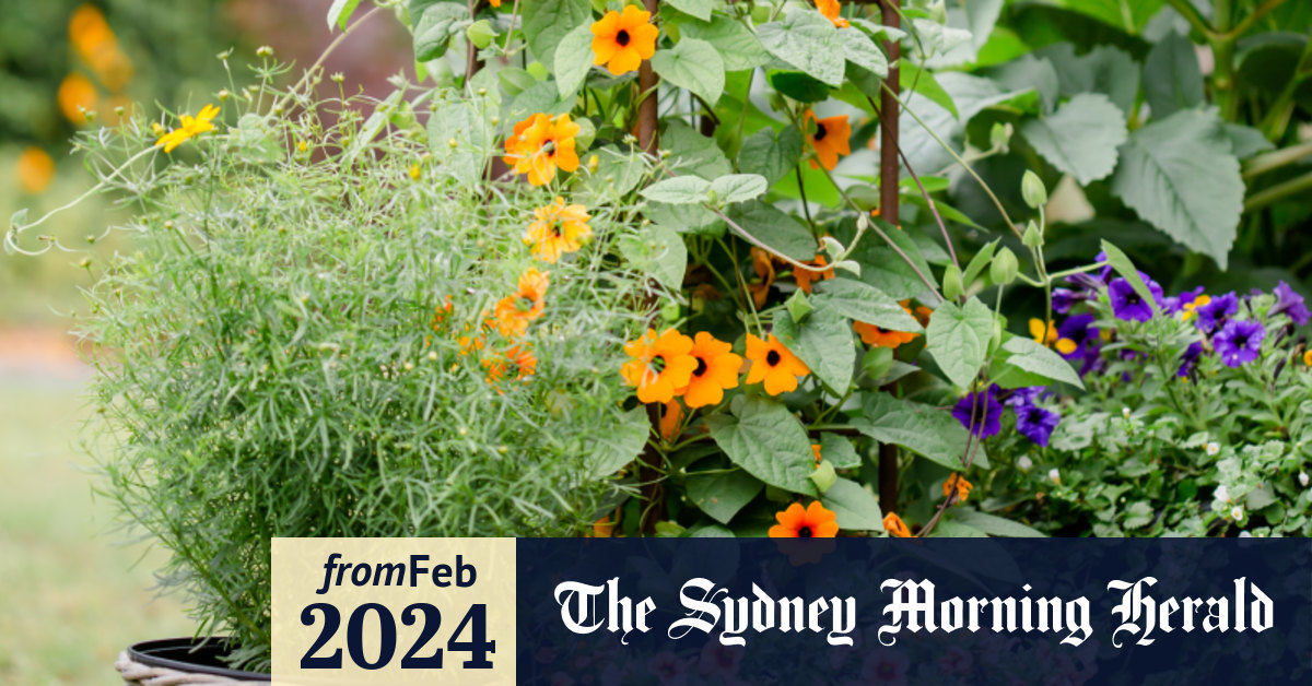 The fast-growing, climbing plants for gardeners who can’t wait