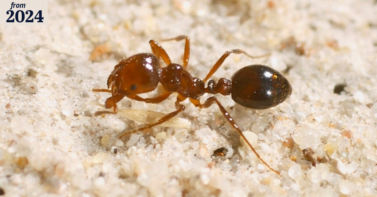 Fire ants: Australian invasion is spreading and potentially lethal ...