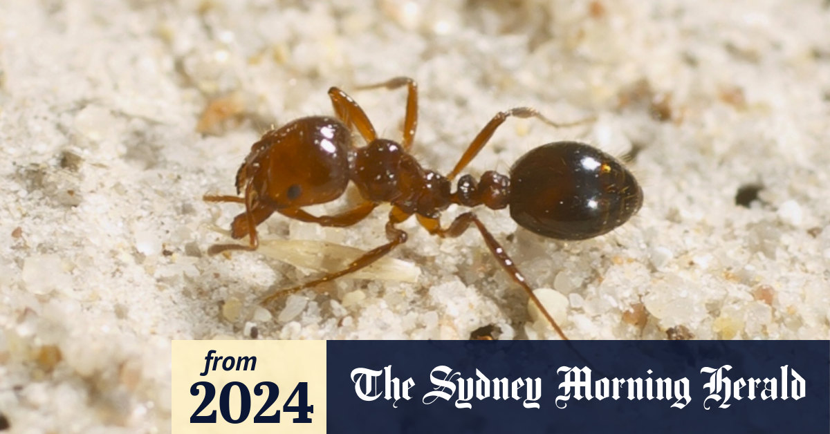 Invasion is everyone’s war when little fire ants are marching south