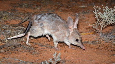 Bilbies released into massive NSW 'natural time capsule'