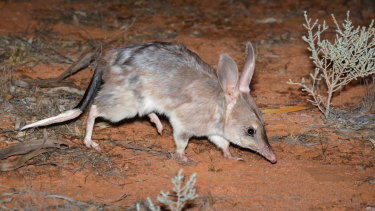 Bilbies released into massive NSW 'natural time capsule'