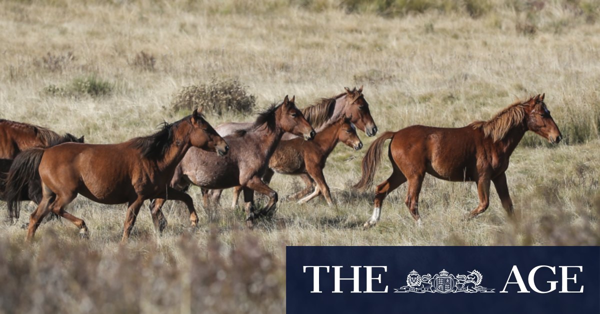 Brumby culling: Coalition promises to end brumby shooting in Victoria ...