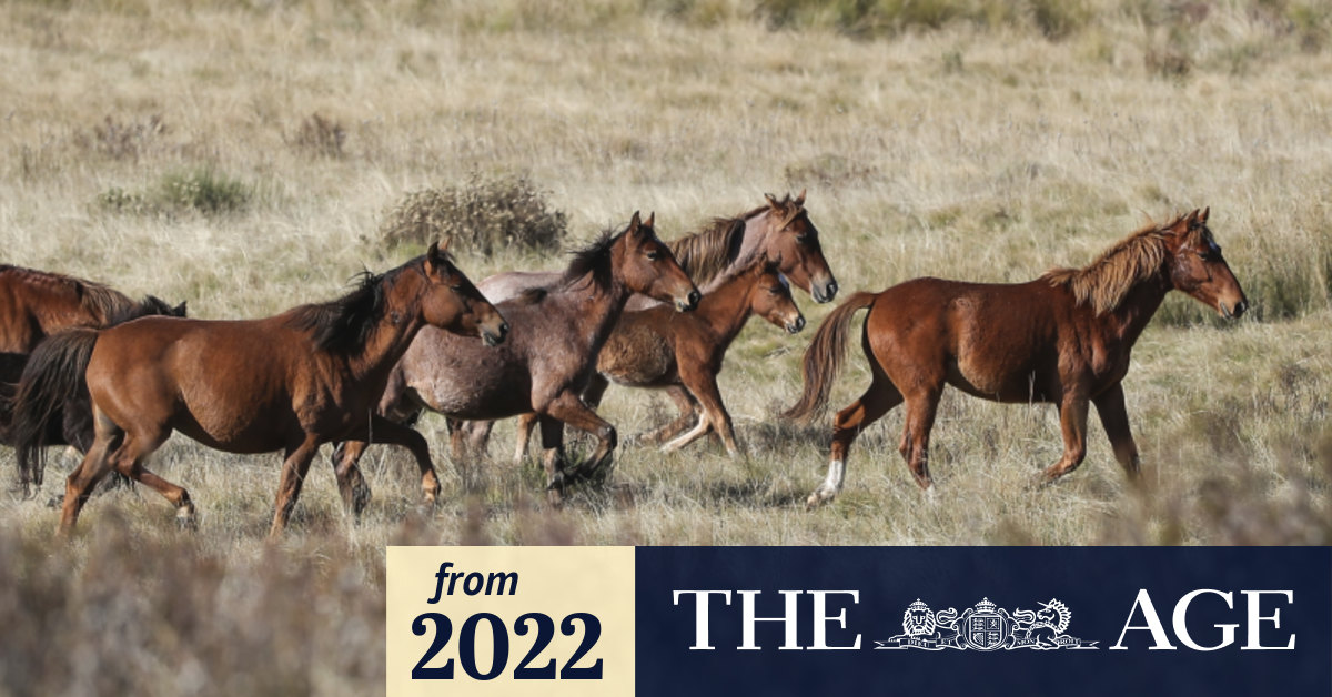 Brumby culling: Coalition promises to end brumby shooting in Victoria ...