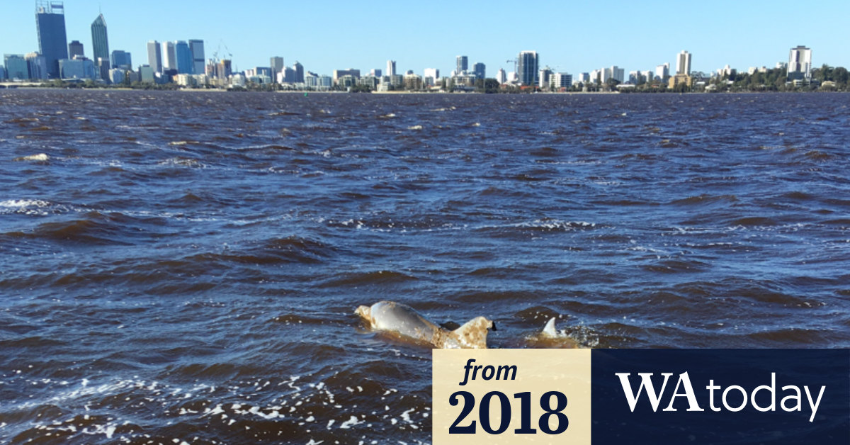 Public urged to watch for entangled dolphin and calf in Swan River