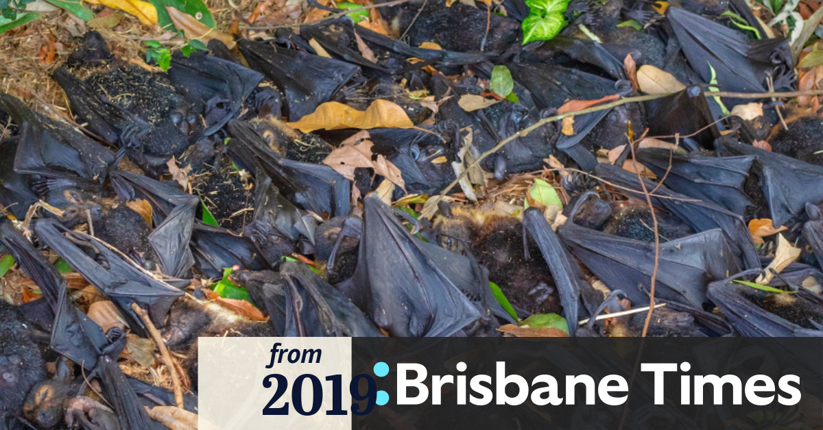 Climate change sparks fears for flying foxes after 23,000 deaths