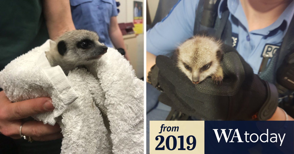 Woman 'shakes and cries' as judge hands down sentence over meerkat theft