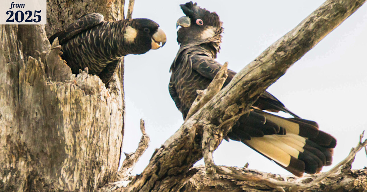 Alcoa’s mining expansion bids the ‘main extinction threat’ for WA’s ...