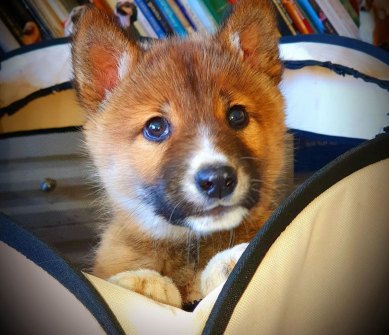 The wonder of Wandi, a baby dingo that fell from the sky